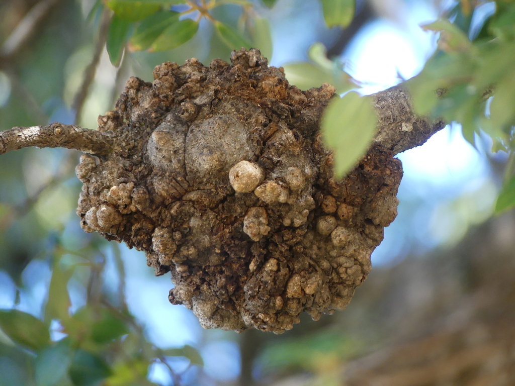 Corky bark disease from Trinity County, CA, USA on September 30, 2024 ...