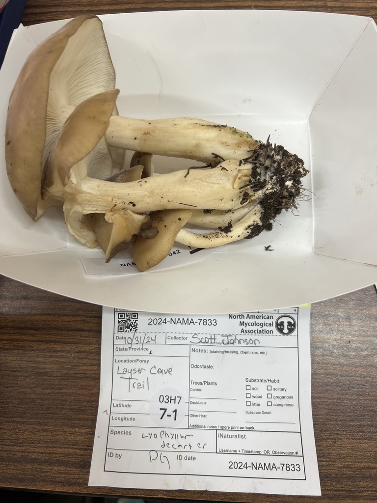 Domecaps from Cispus Job Corps Consrv Center, Randle, WA, US on ...