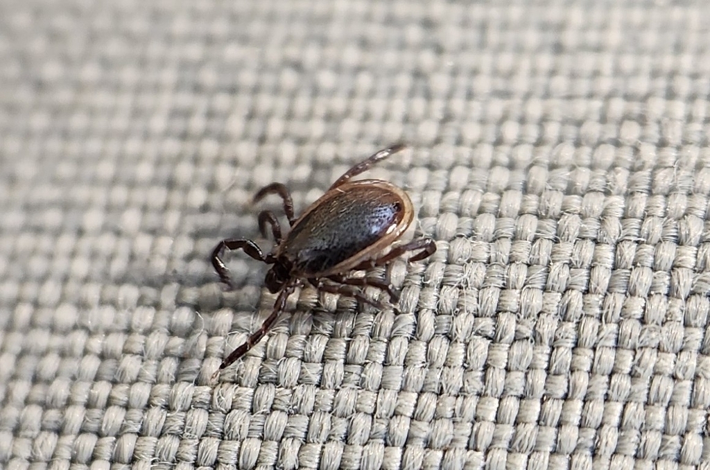 Eastern Black-legged Tick from Caledonia, NS B0T 1B0, Canada on October ...