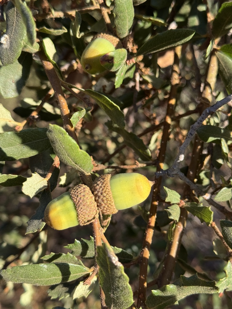 Ewan's Oak from Los Encinos Ave, Glendale, CA, US on November 1, 2024 ...