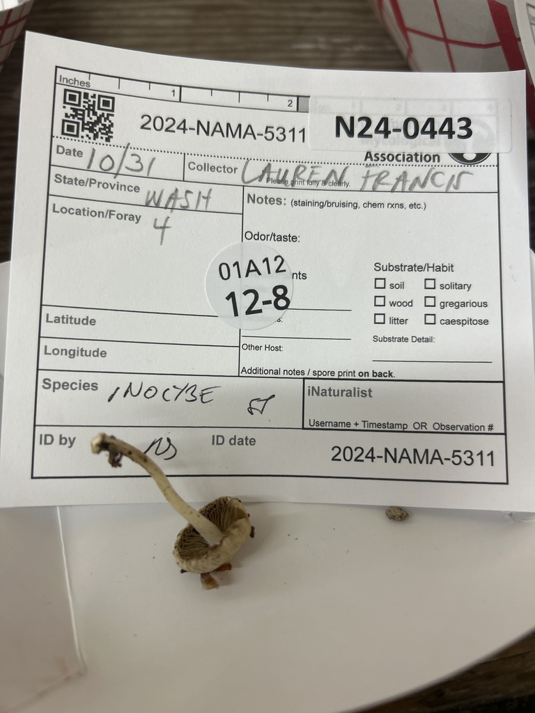 Fiber Caps from Cispus Job Corps Consrv Center, Randle, WA, US on ...