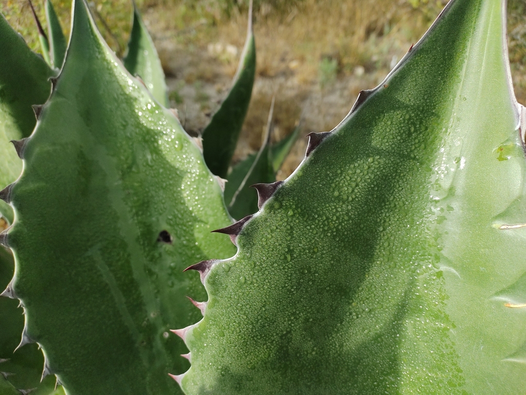 Pulque agave from 76526 Qro., México on November 2, 2021 at 08:24 AM by ...