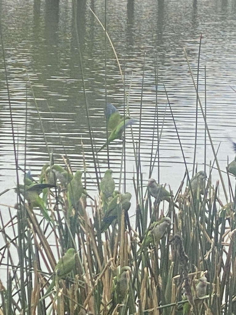 Monk Parakeet from White Rock Lake Trail, Dallas, TX, US on November 1 ...