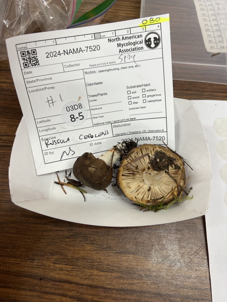 Russula cerolens from Cispus Job Corps Consrv Center, Randle, WA, US on ...