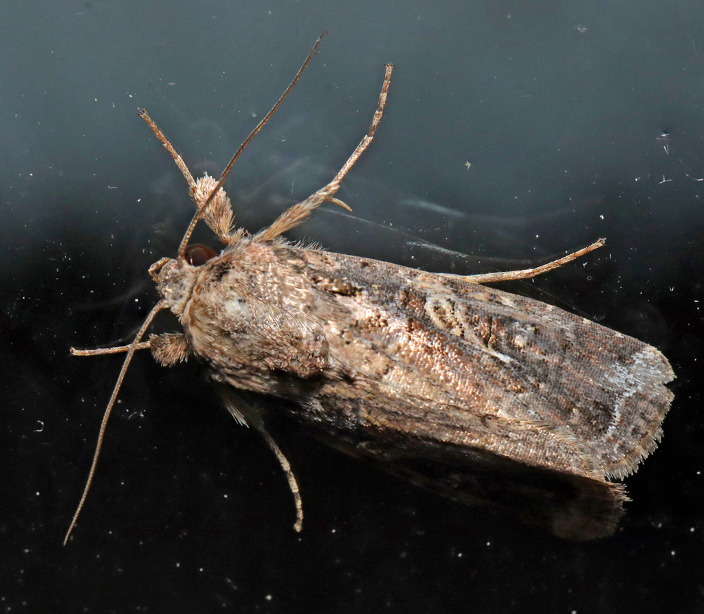 Fall Armyworm Moth from Oak Ridge, TN, USA on September 17, 2024 at 08: ...