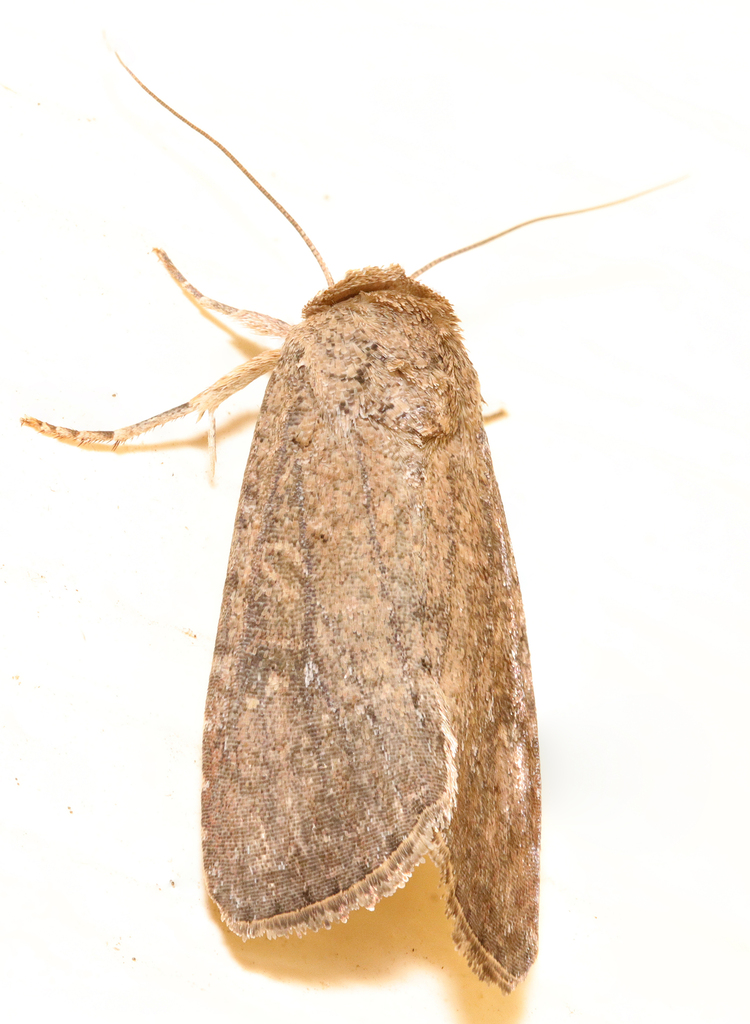Fall Armyworm Moth from Oak Ridge, TN, USA on September 27, 2024 at 09: ...