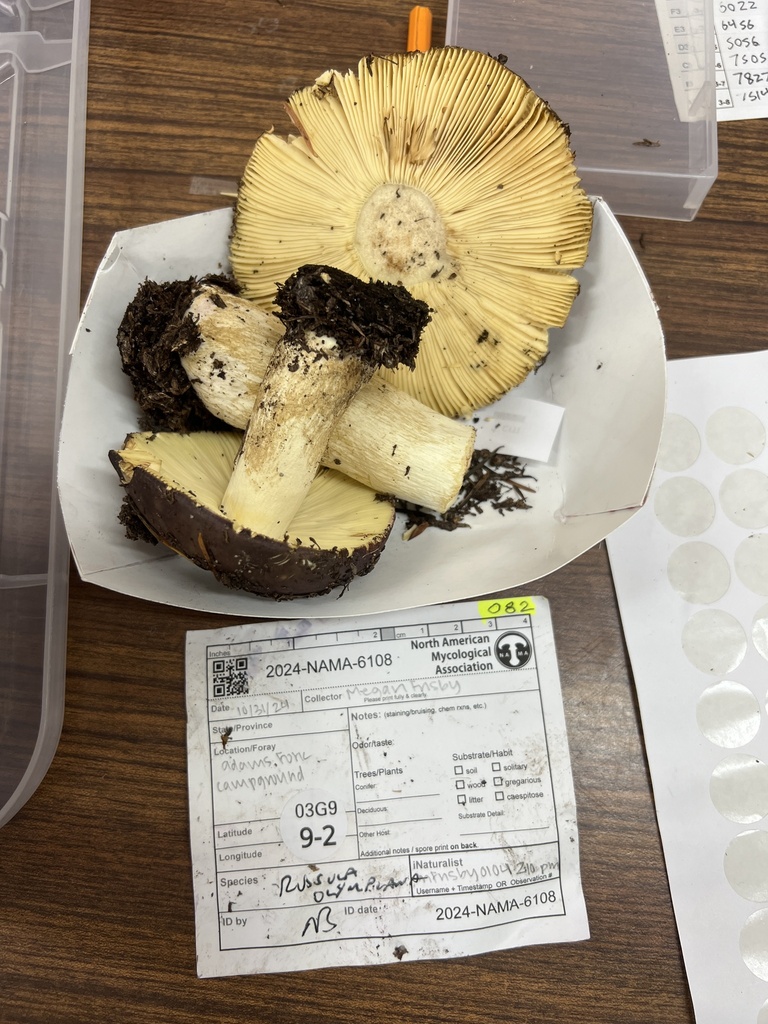 Russula olympiana from Cispus Job Corps Consrv Center, Randle, WA, US ...