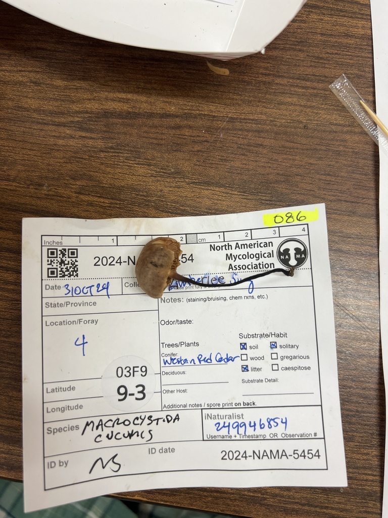 Cucumber Cap from Cispus Job Corps Consrv Center, Randle, WA, US on ...