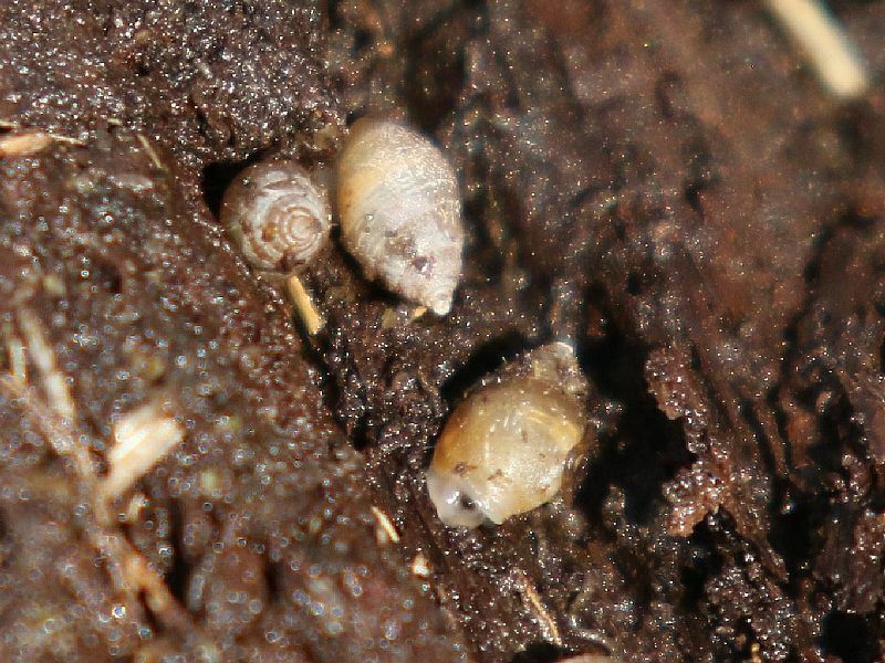 Mouse-eared Snail from Oceanside, NY, USA on August 28, 2020 at 11:37 ...