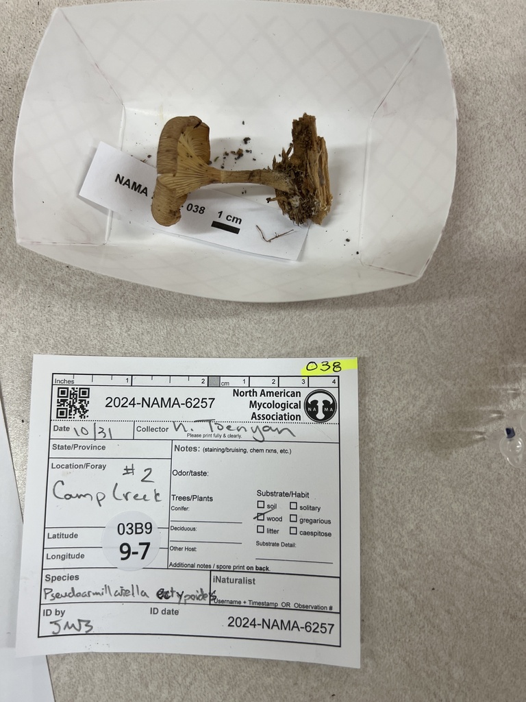 streaked clitocybe from Cispus Job Corps Consrv Center, Randle, WA, US ...