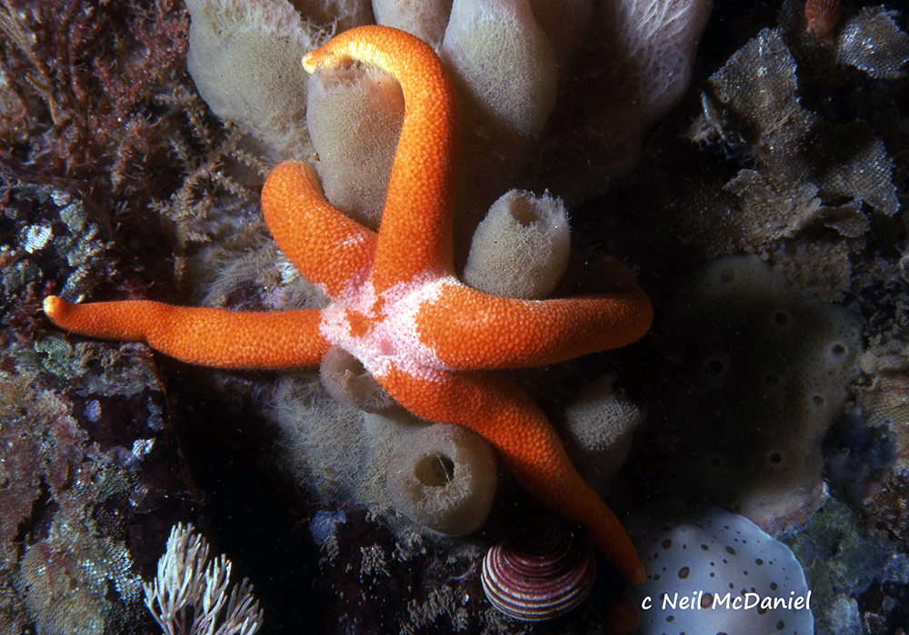 Henricia leviuscula from Race Rocks, Strait of Juan de Fuca, BC, Canada ...