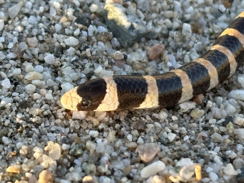 Savage's Sand Snake (Sonora savagei) - Snakes and Lizards