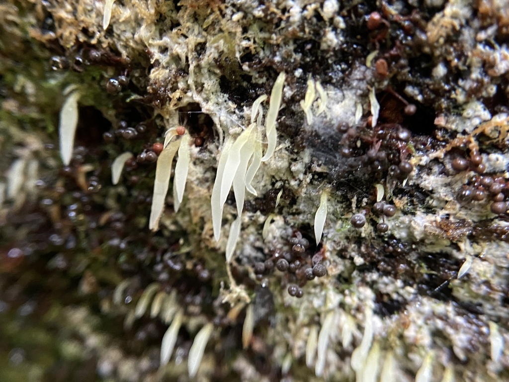 Mucronella sp. 'PNW01' from Cispus Rd, Randle, WA, US on November 1 ...