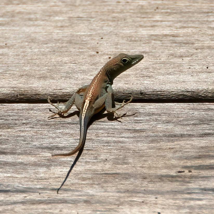 Graham's Anole from Paget Parish, Bermuda on May 24, 2005 at 12:57 PM ...