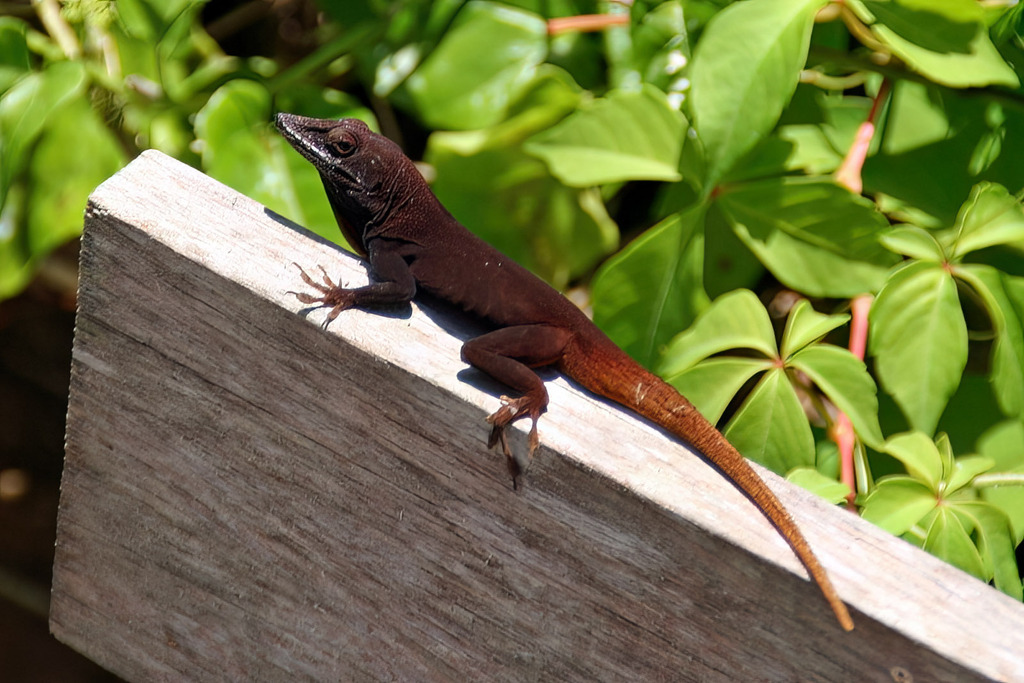 Graham's Anole from Paget Marsh, Bermuda on May 24, 2005 at 01:09 PM by ...
