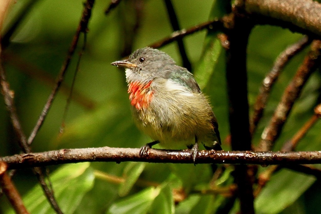 Midget Flowerpecker (Guadalcanal) from Guadalcanal Province, Solomon ...
