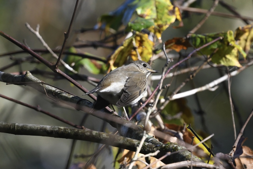 Gray-cheeked Thrush from Augusta County, VA, USA on October 7, 2024 at ...
