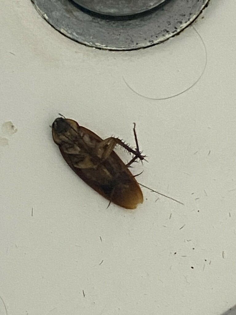 American Cockroach from Bay Area, Corpus Christi, TX, USA on September ...