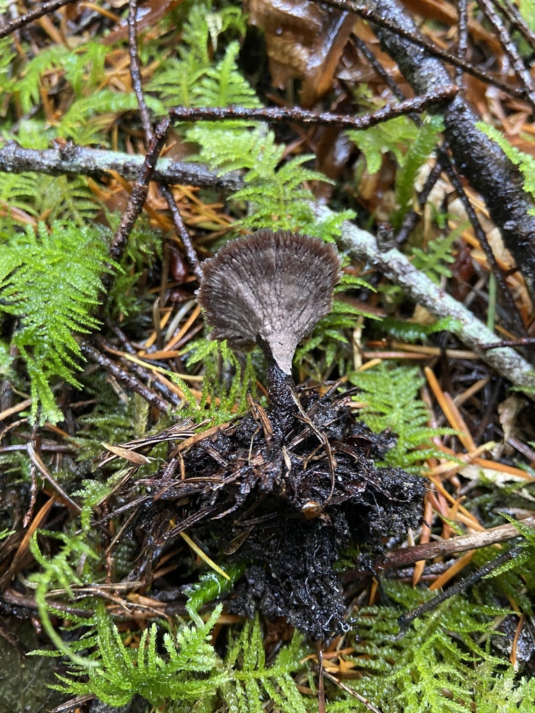 Thelephora from Cispus Rd, Randle, WA, US on November 01, 2024 at 11:10 ...