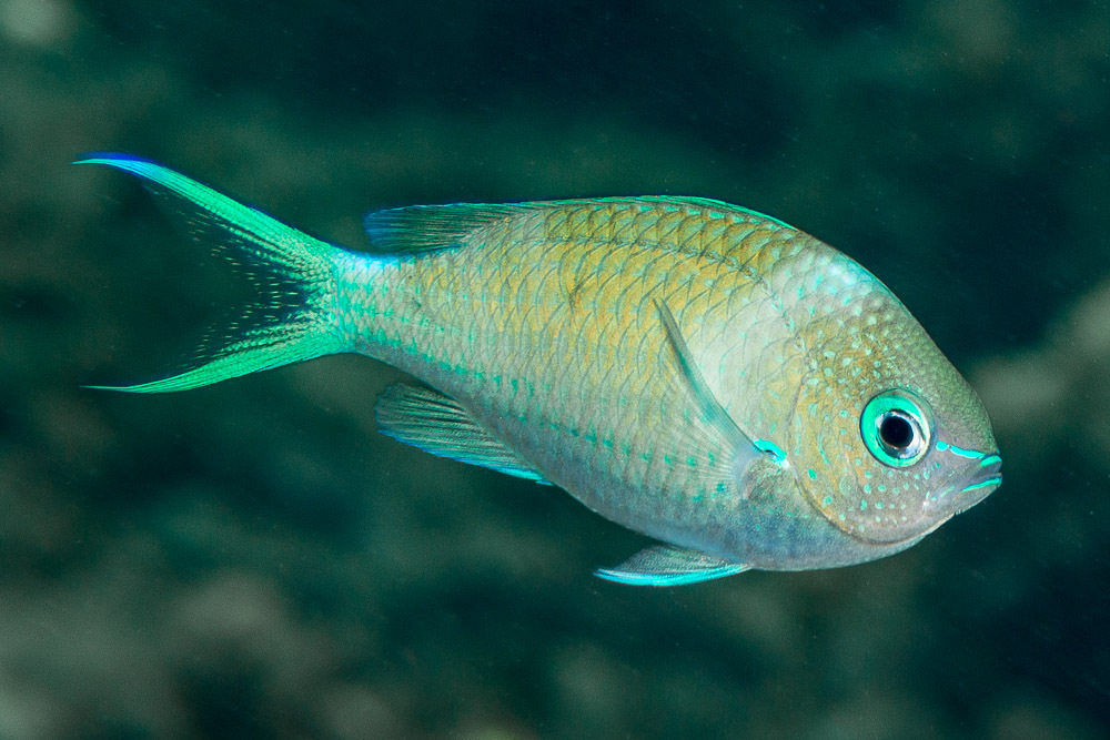 Black-axil Chromis (Chromis atripectoralis) - Marine Life Identification