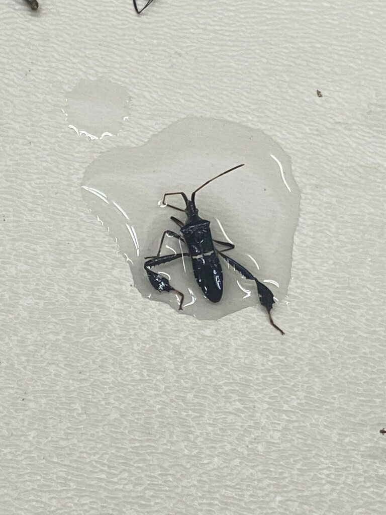 Eastern Leaf-footed Bug from Nueces County, US-TX, US on October 30 ...