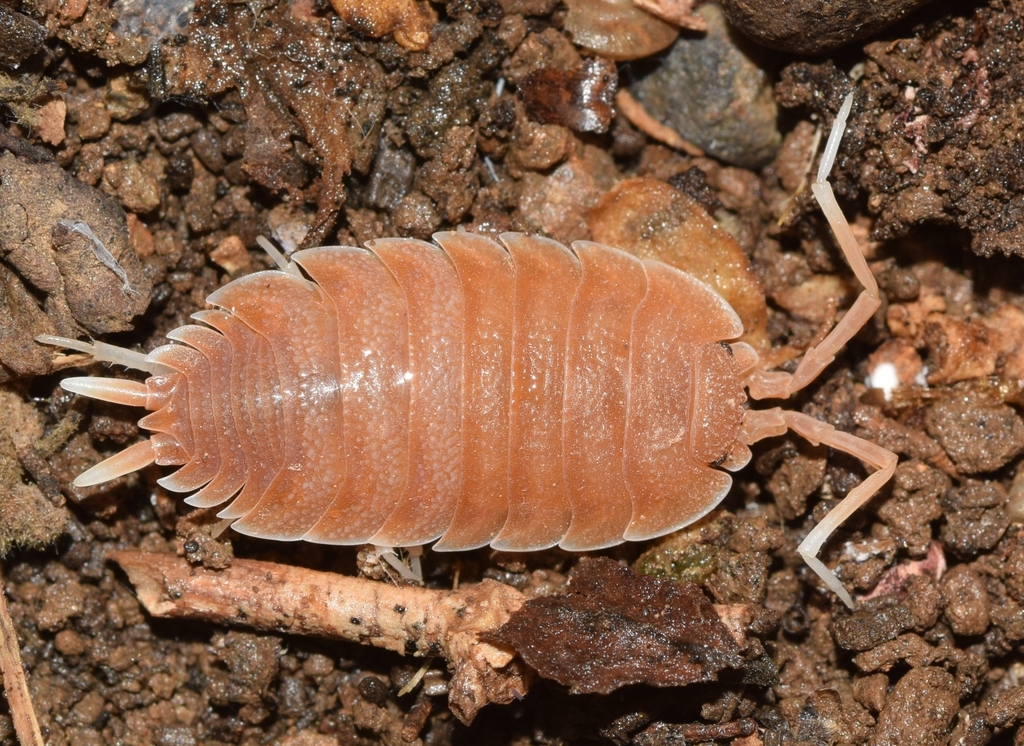 Porcellio magnificus from Almería, España on October 27, 2024 at 04:10 ...