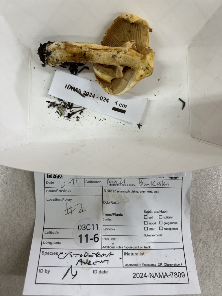 Golden Cap from Cispus Job Corps Consrv Center, Randle, WA, US on ...