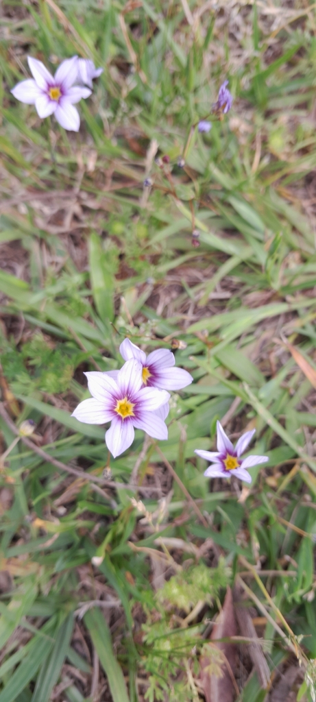 Blue Pigroot from Farroupilha, Porto Alegre - RS, Brasil on November 1 ...