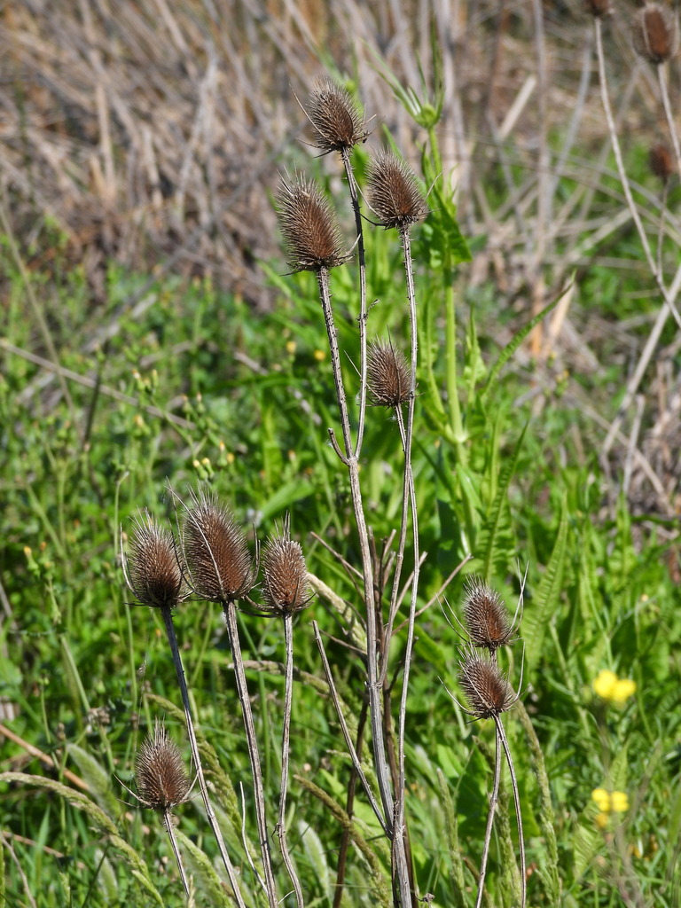 wild teasel from Maracó, La Pampa, Argentina on November 1, 2024 at 10:08 AM by graciela_gplp ...
