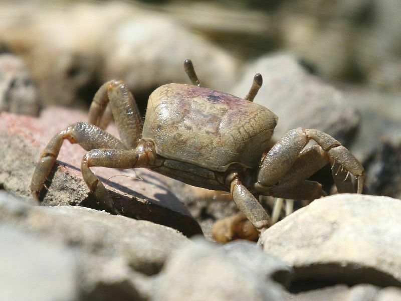 Atlantic Sand Fiddler Crab from Little Neck Bay, Queens, NY, USA on ...