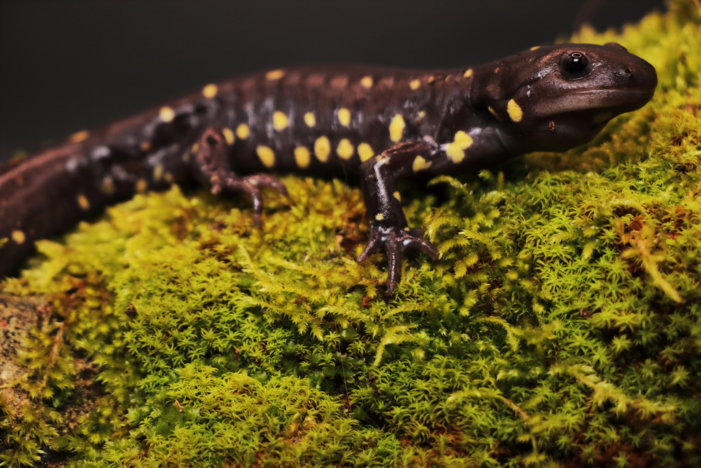 Mexican Tiger Salamander from Xichú, Gto., México on September 17, 2024 ...