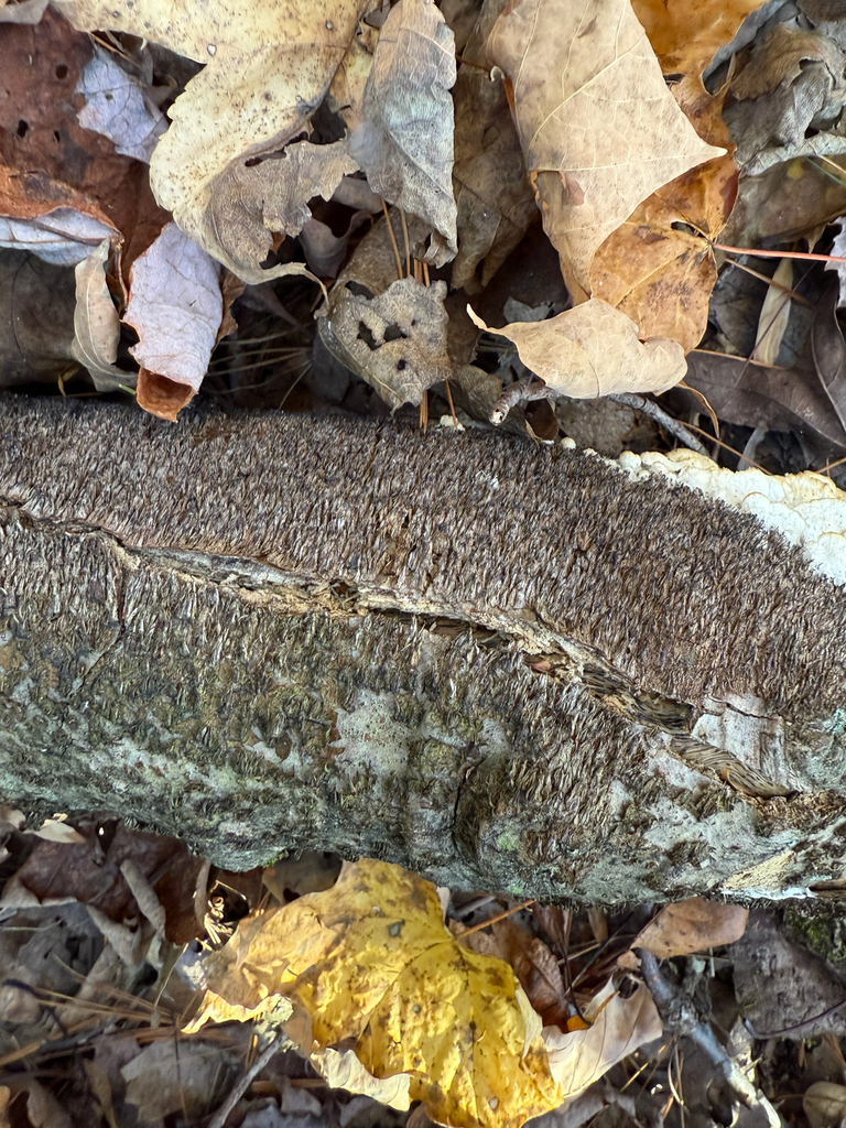 brown-toothed crust fungus from Mill Run, PA, US on October 22, 2024 at ...