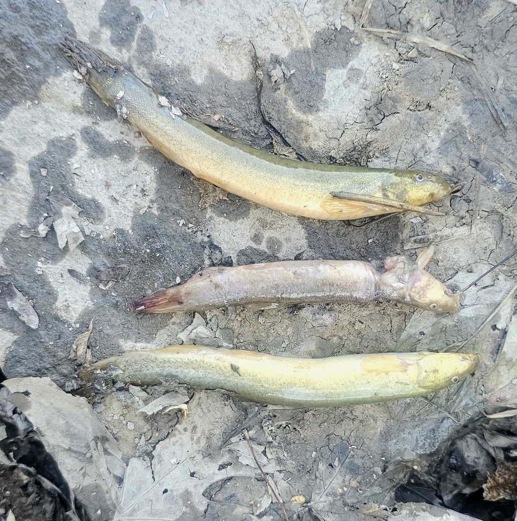 Oriental Weatherfish in November 2024 by rkluzco · iNaturalist