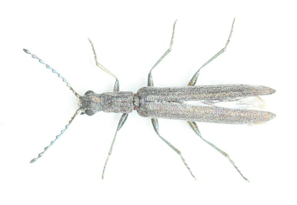 Dolichosoma lineare from Чеховский р-н, Московская обл., Россия on June ...