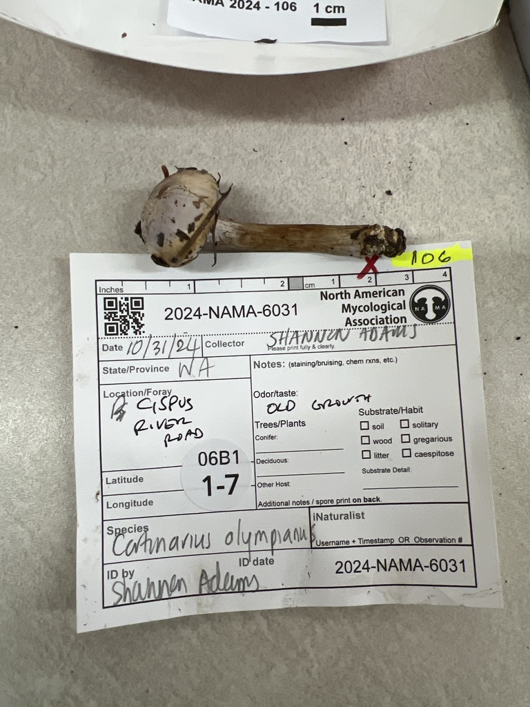 Calonarius olympianus from Cispus Job Corps Consrv Center, Randle, WA ...