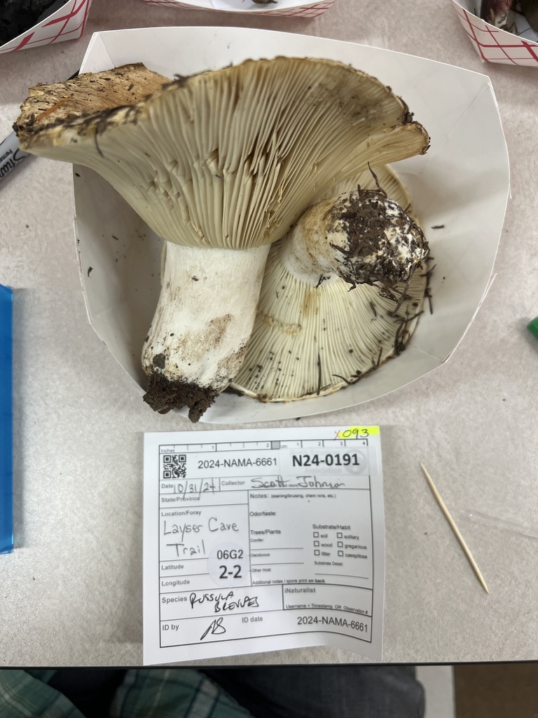 Short-stemmed Russula from Cispus Job Corps Consrv Center, Randle, WA ...