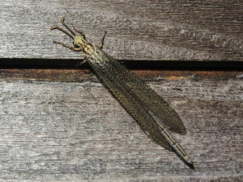 Bellied Antlion from Jamaica Bay Wildlife Refuge, Queens, NY, USA on ...