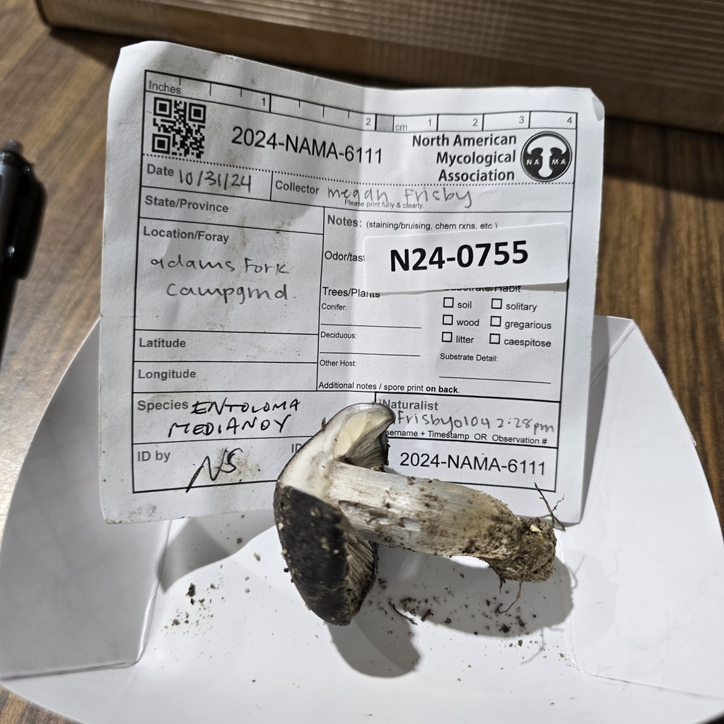 Midnight Entoloma from Randle, WA 98377, USA on November 1, 2024 at 02: ...