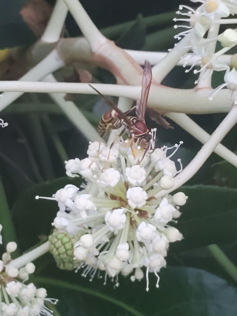 Guinea Paper Wasp from Howell Science Complex, Greenville, NC 27858 ...