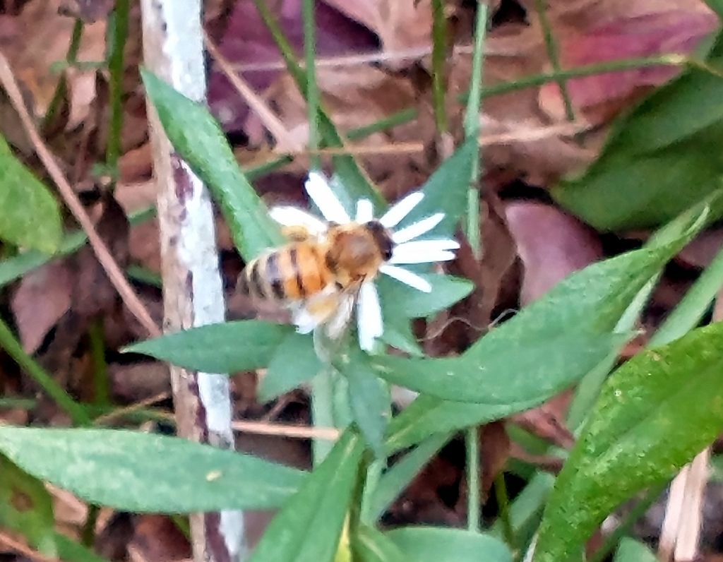Western Honey Bee in November 2024 by cass_9 · iNaturalist