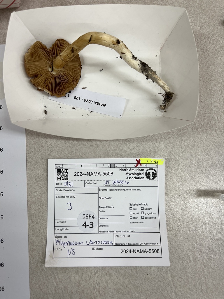 Cortinariaceae from Cispus Job Corps Consrv Center, Randle, WA, US on ...