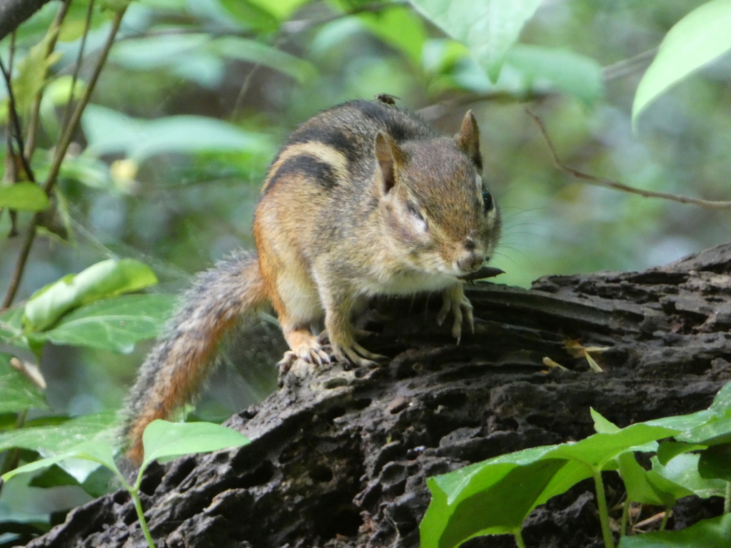 Eastern Chipmunk from Swarthmore, PA 19081, USA on May 19, 2024 at 05: ...