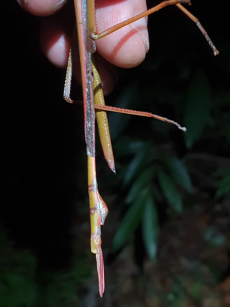 Children’s Stick Insect from North Maleny QLD 4552, Australia on ...