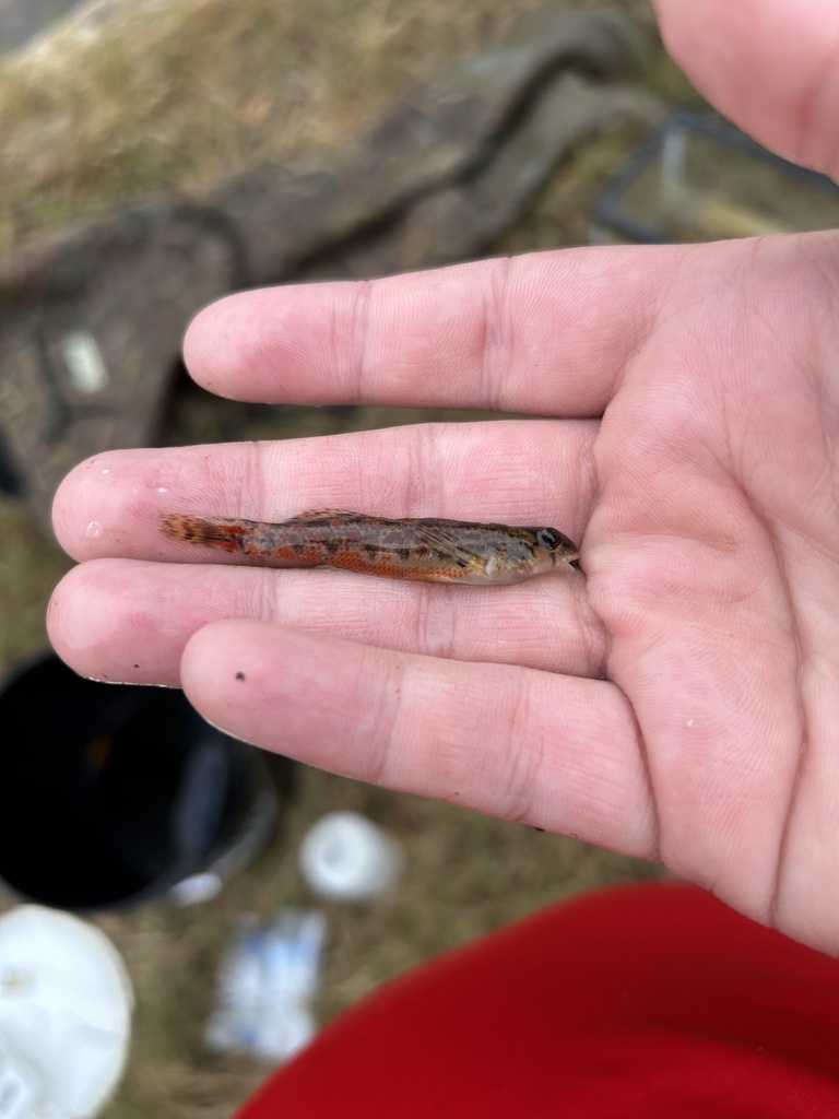 Alabama Darter from SR-219, Marion, AL, US on November 01, 2024 at 03: ...