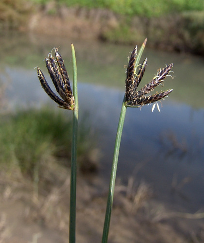 Subspecies Cyperus laevigatus distachyos · iNaturalist