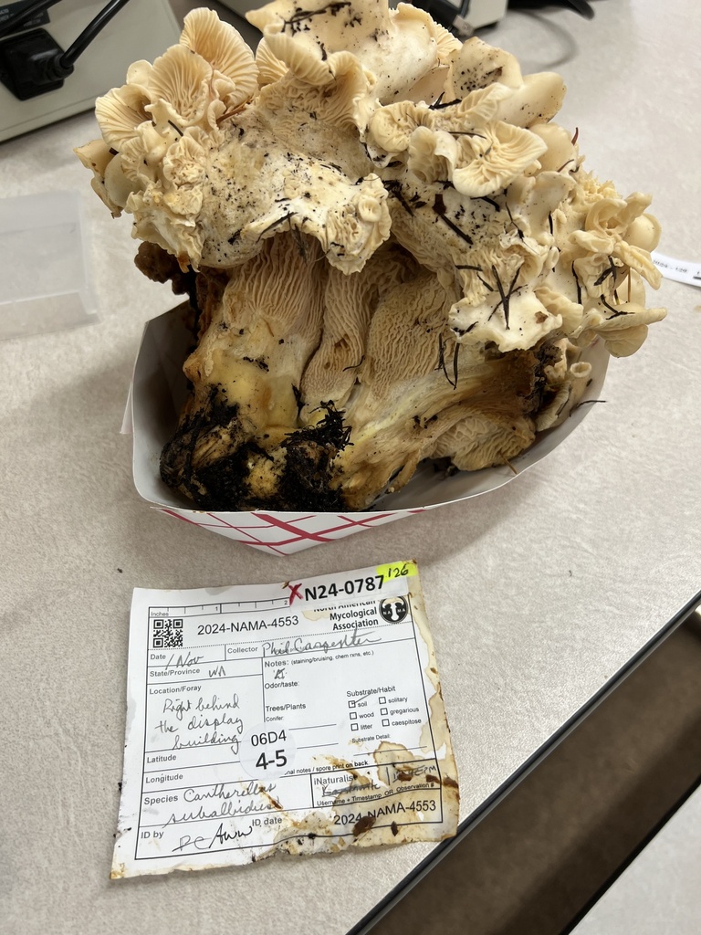 White Chanterelle from Cispus Job Corps Consrv Center, Randle, WA, US ...