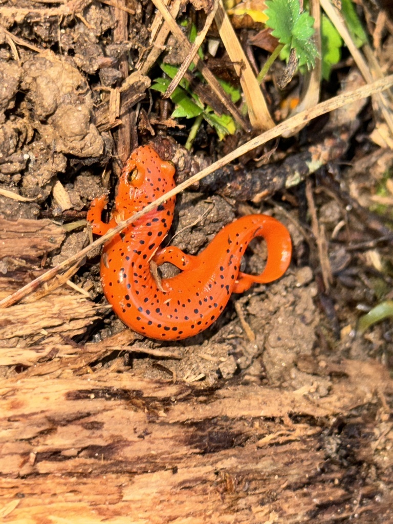 Red Salamander from Pisgah National Forest, Candler, NC, US on November ...