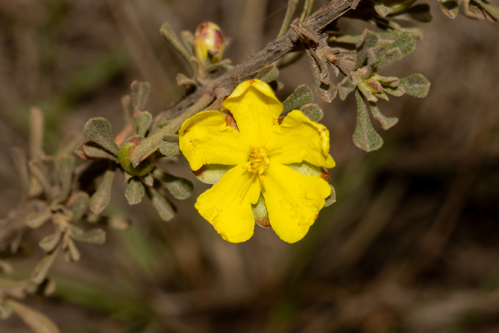 Hibbertia circumdans from State Mine Gully NSW 2790, Australia on ...