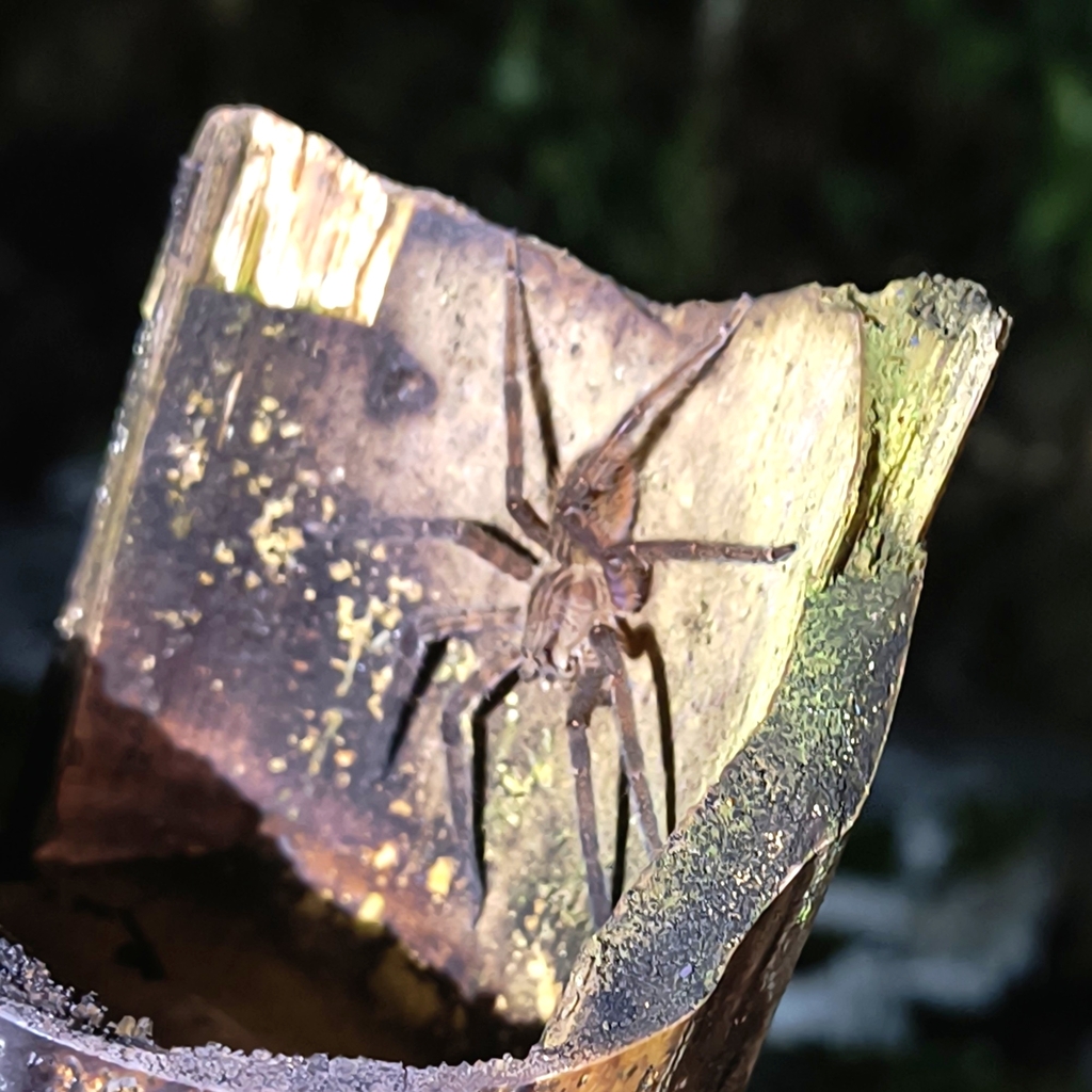 Tiger Bromeliad Spider from MR4W+RX, 95803 Los Órganos, Ver., México on ...