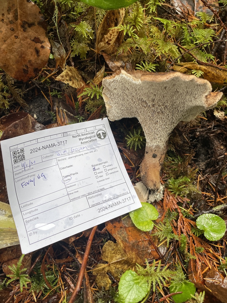 shingled hedgehog from Lewis County, US-WA, US on November 1, 2024 at ...